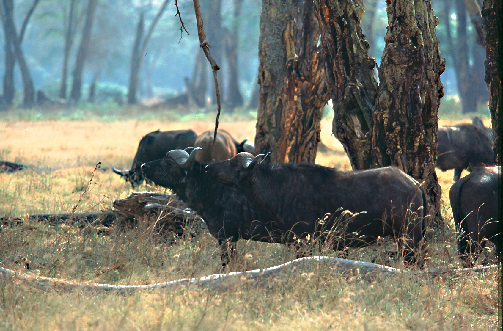 Discover the exclusivity of hunting in Tanzania | Afrika_Tansania